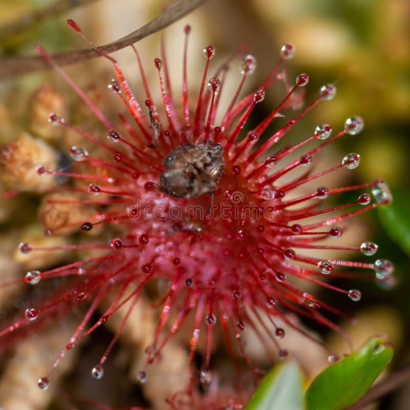 Macro Photo of Wild Sundew in Poland Stock Image - Image of water ...