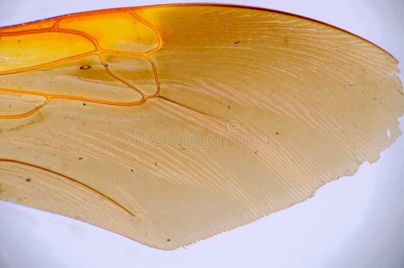 Macro Photo of the Wing of the Wasp Insect Stock Photo - Image of ...