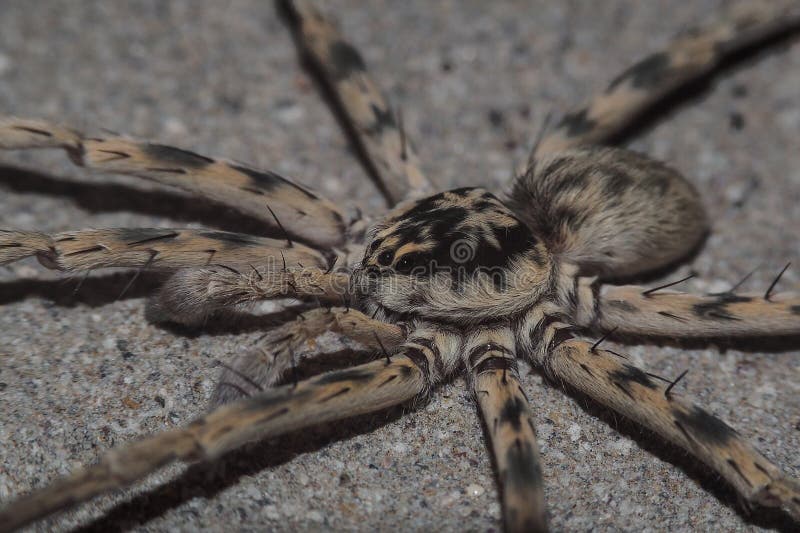 Macro Photo of a Wolf Spider at Night Stock Image - Image of bright ...