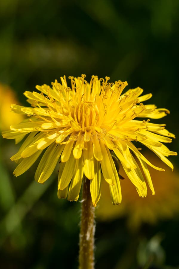 Macro Photo of a Yellow Dandelion Bloom Stock Photo - Image of color ...