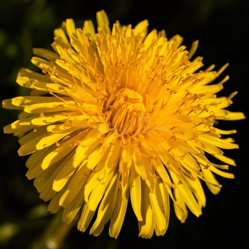 Macro Photo of a Yellow Dandelion Bloom Stock Photo - Image of bloom ...