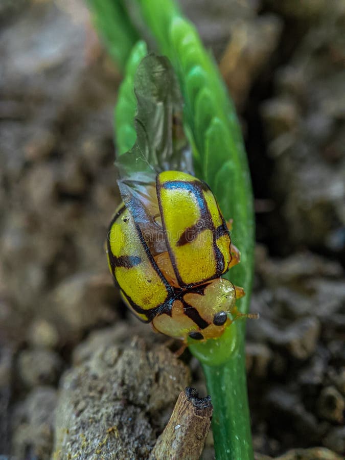 Macro Photo of a Yellow Ladybug Sitting on a Leaf with a Blurred ...