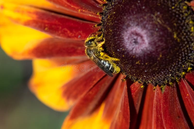 Bee Pollen Macro stock image. Image of wildlife, closeup - 190610999