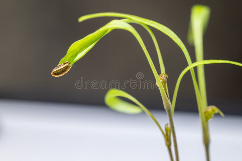 Macro Photograph of Budding Plant Stock Image - Image of marihuana ...