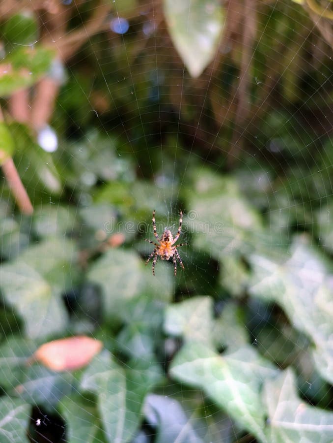 This Macro Photograph Captures a Spider Weaving Its Web in the Heart of ...