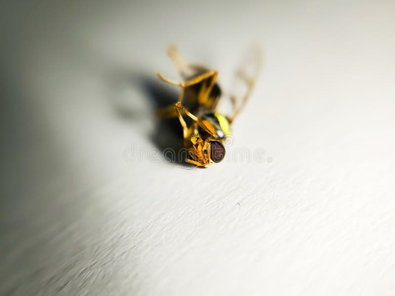 Macro Photograph of a Dead Insect on White Surface Stock Photo - Image ...