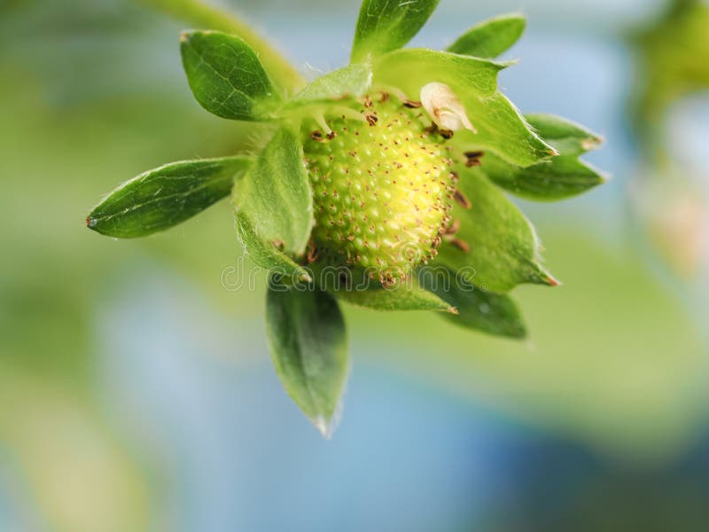 Detailed Close-up of a Developing Strawberry Fruit Still Unripe Showing ...
