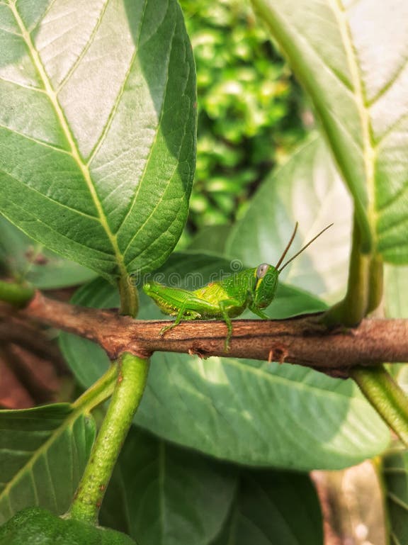 A Macro Photograph of a Grasshopper Perched upon a Tree Branch Stock ...