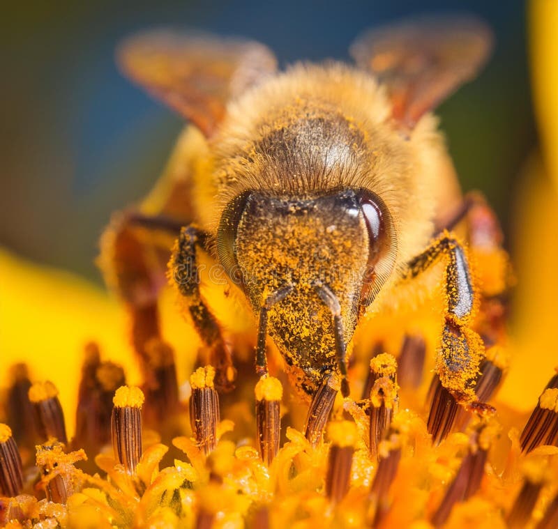 Macro-photograph of a Honeybee. Stock Illustration - Illustration of ...