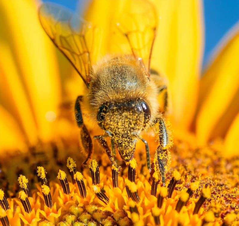Macro Photograph of a Honeybee on a Sunflower. Stock Illustration ...