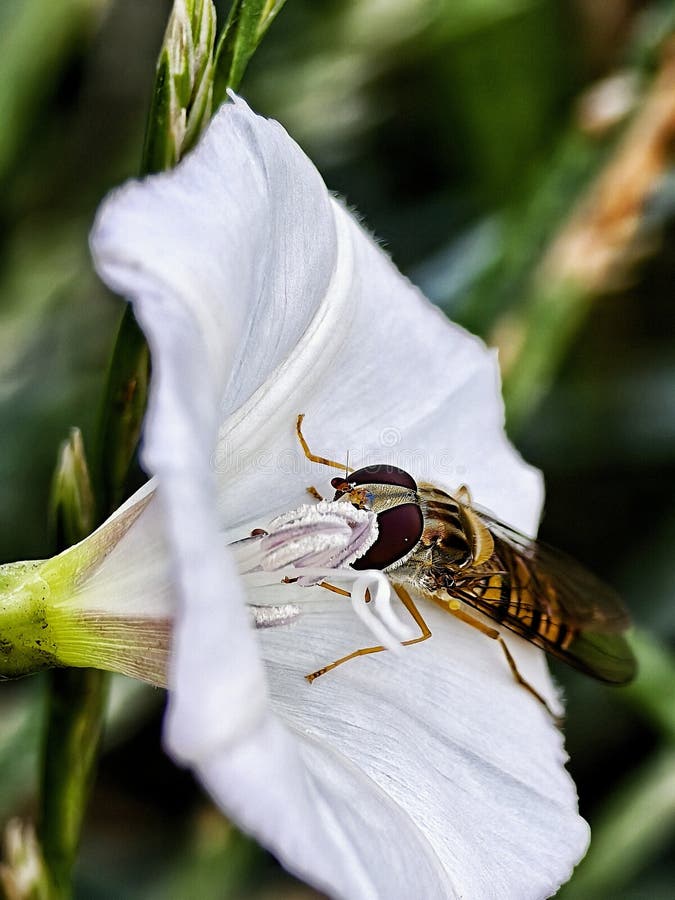 Macro Photograph of an Insect Sitting on a White Flower Stock Photo ...