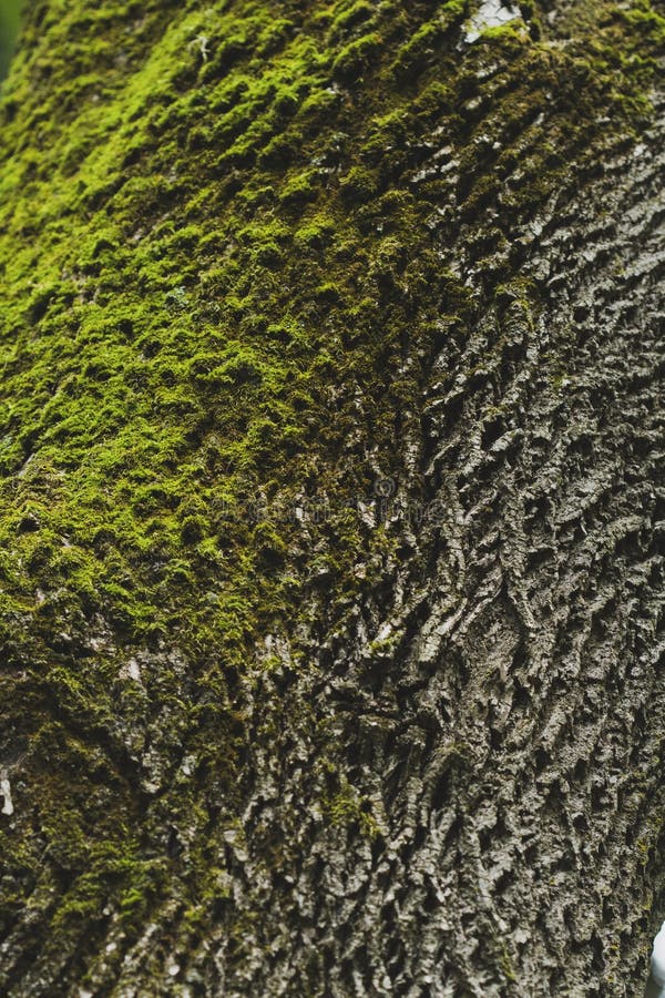 Macro Photograph of Moss Growing on Top the Bark of a Tree Stock Image ...