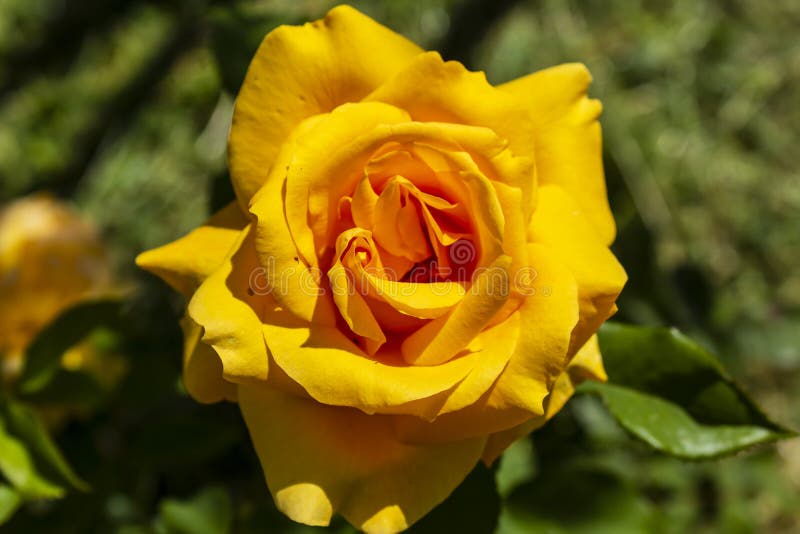 Macro Photograph of a One Yellow Rose Stock Photo - Image of colours ...