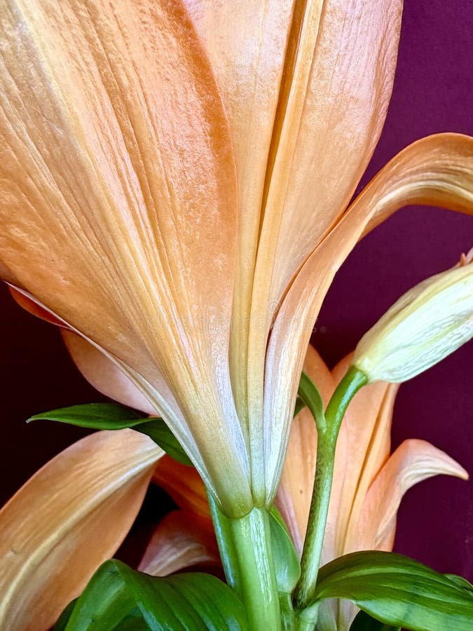 Close-Up of Orange Lily Petals and Green Stems Stock Image - Image of ...