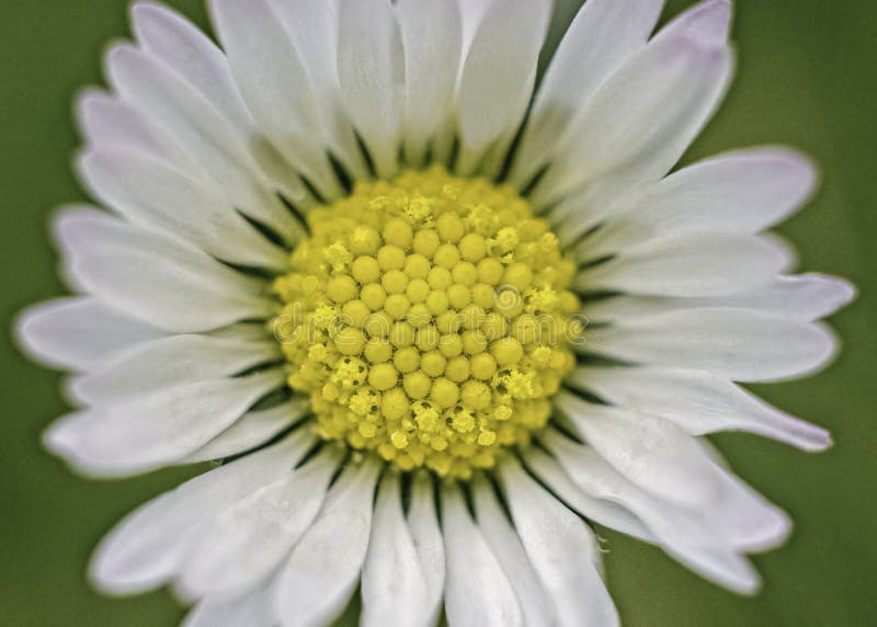 Macro Photograph of a Single White Daisy Stock Image - Image of spring ...