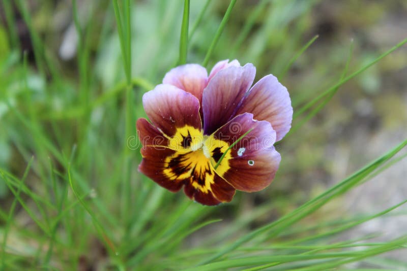 Small Flowers stock photo. Image of white, nature, flower - 115385068