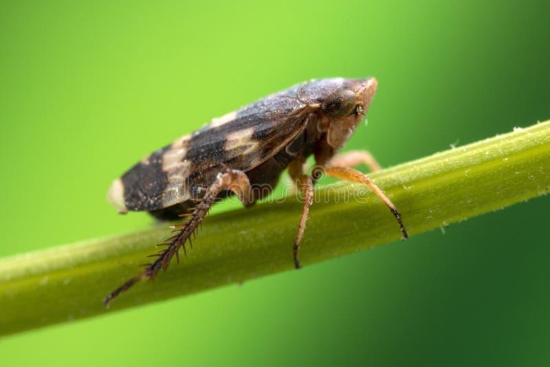 Macro Photograph of Tiny Leafhopper Stock Photo - Image of antenna ...