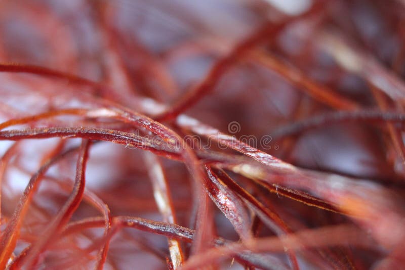 Macro Photograph View of Saffron with Selective Focus Stock Image ...
