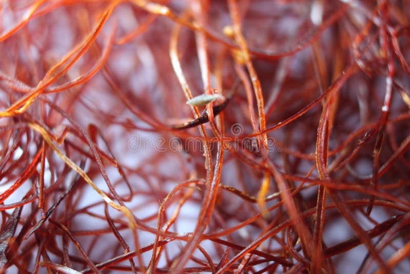 Macro Photograph View of Saffron with Selective Focus Stock Image ...