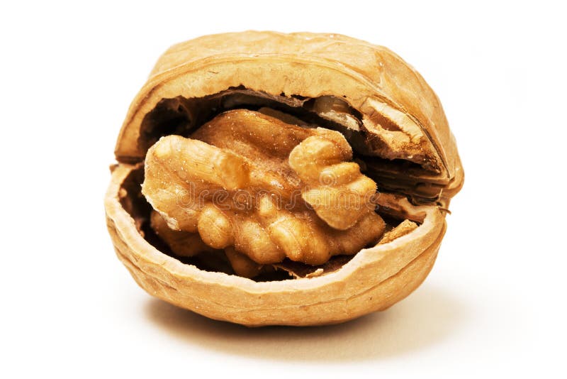 Walnut Isolated on White stock photo. Image of walnut - 173162728