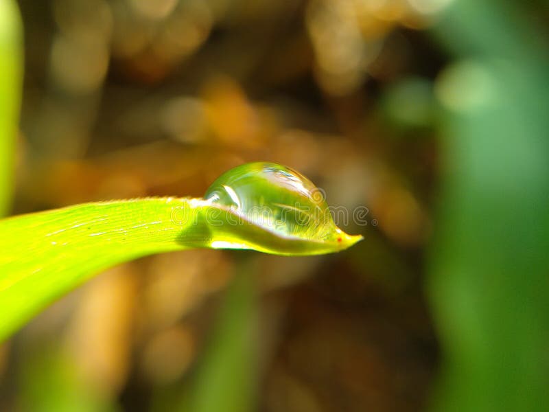 Macro Photographic Objects Dripping at the Tips of Leaves Stock Photo ...
