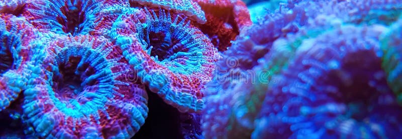 Macro Photography of ACANTHASTREA ECHINATA Coral in Reef Aquarium Under ...
