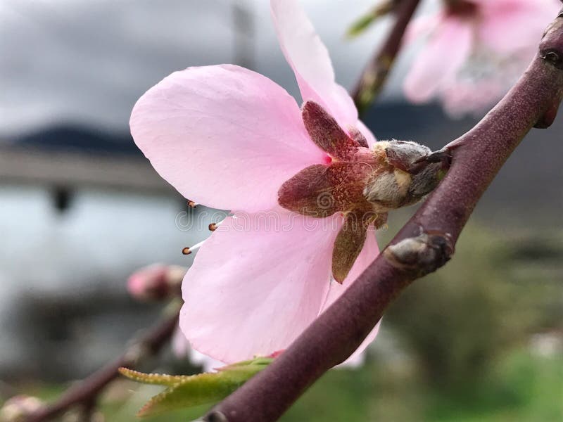 Macro Photography of Almond Tree in Bloom in Springtime Stock Image ...