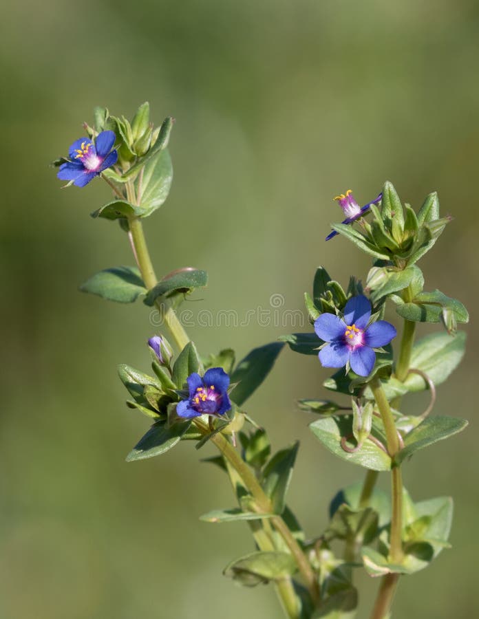 Macro Photography of a Anagallis Caerulea Stock Photo - Image of leaf ...