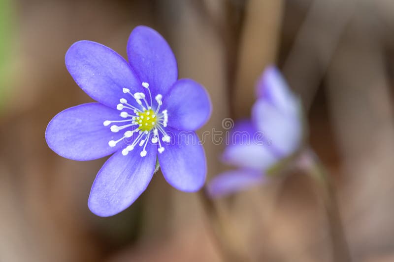 Macro Photography of an Anemone Hepatica Stock Image - Image of floral ...