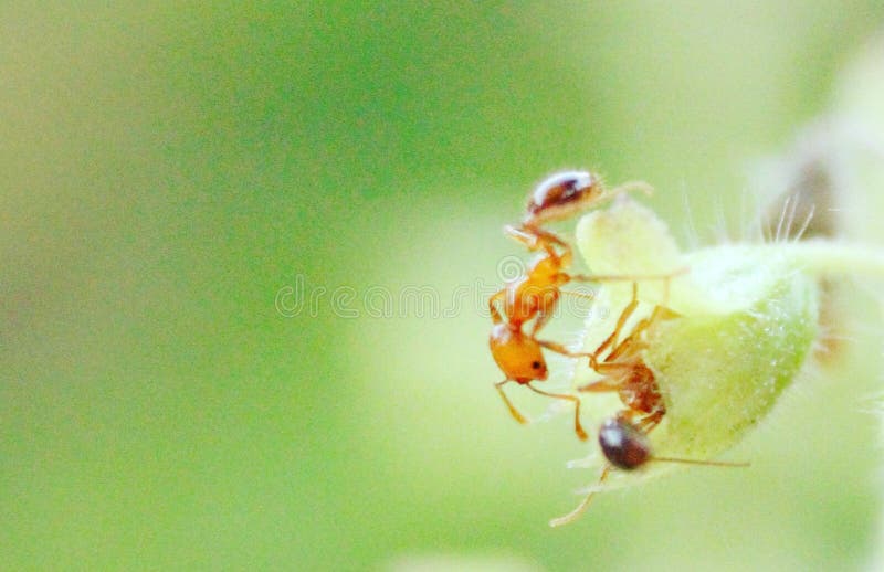 Macro Photography of a Ant Sitting on a Flower Bud. Photography Using ...