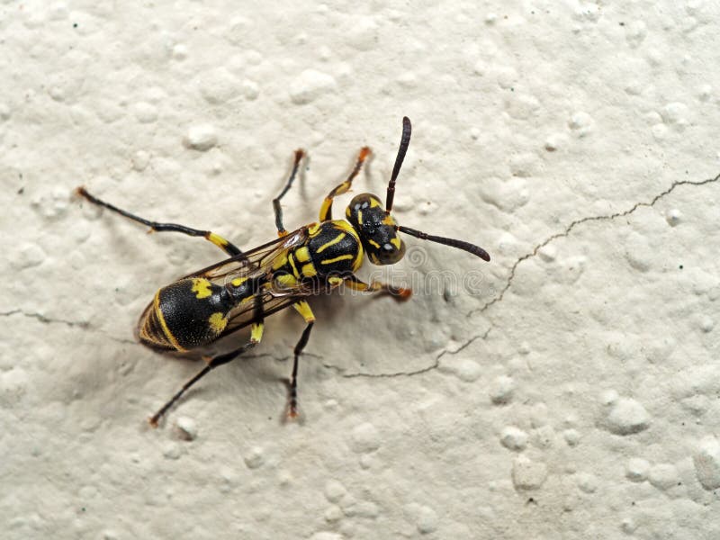 Baby wasp stock image. Image of summer, wasp, jacket, garden - 5595251