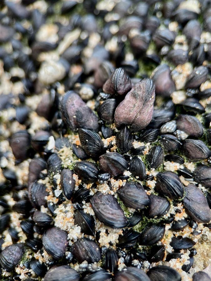 Macro Photography of Barnacles Encrusted on Rock Stock Photo - Image of ...