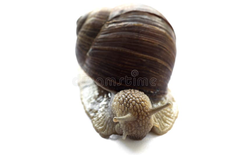 Macro Photography of a Beautiful Big Snail in a Shell on a White ...