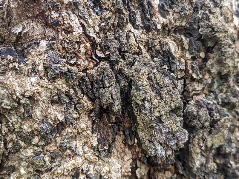 Macro Photography of the Beauty of the Surface of Tree Bark that ...