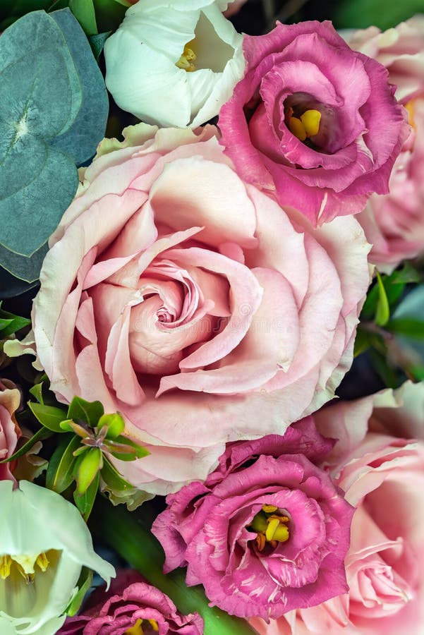 Macro Photography of Blossom Roses, Pink and Whites Stock Image - Image ...