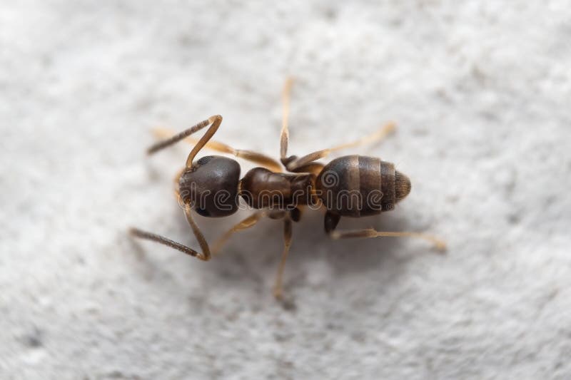 Macro Photography of Brown Ant on the Floor. Stock Photo - Image of ...