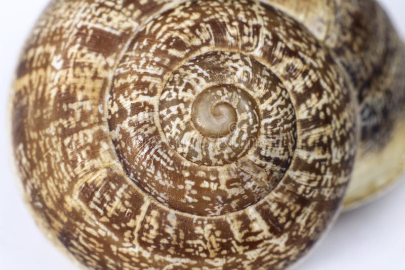 Macro Photography of Brown Snail Shell Stock Image - Image of texture ...