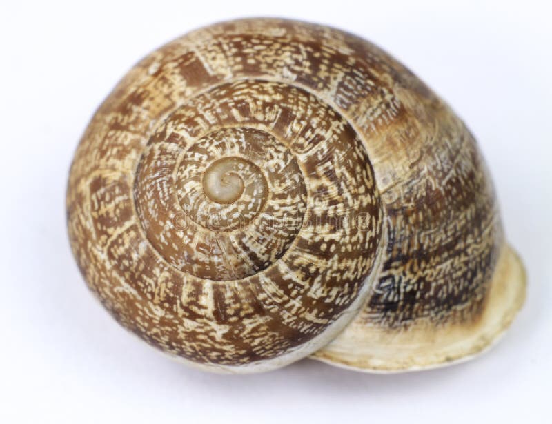 Macro Photography of Brown Snail Shell Stock Image - Image of blurred ...