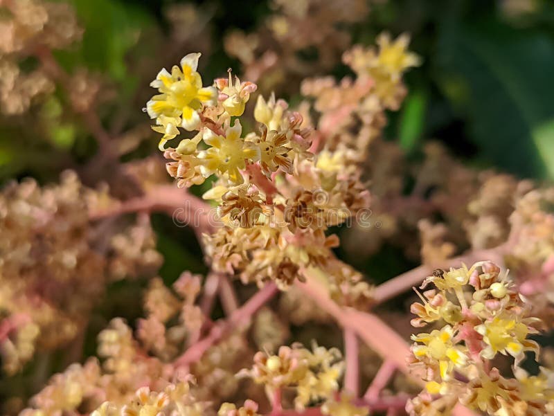 Macro Photography of a Bunch of Blooming Mango Fruit Flowers Stock ...