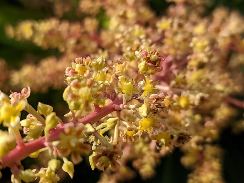 Macro Photography of a Bunch of Blooming Mango Fruit Flowers Stock ...