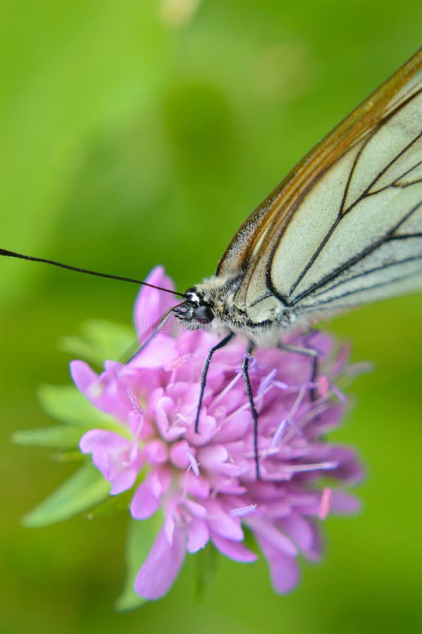 Macro Photography of Butterfly Stock Photo - Image of wild, happy: 55684548