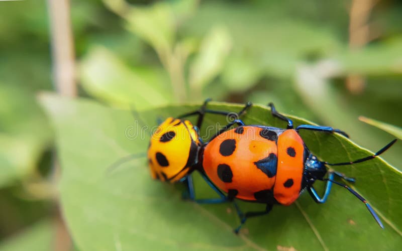 Macro Photography Capturing the Elegance of a Shield-backed Bugs in ...