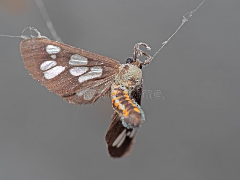 Macro Photo of Carcass of Moth Stuck on the Spider Web Stock Photo ...