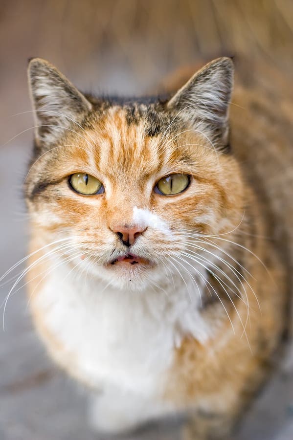 Macro Photography Cat stock photo. Image of adorable - 12331556