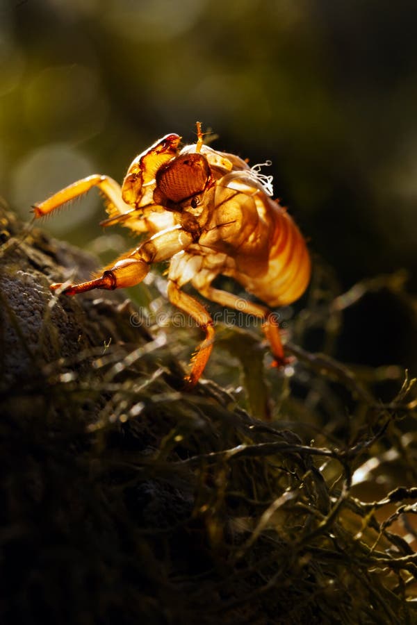 Macro Photography of Cicada Molting. Stock Photo - Image of dead, asia ...