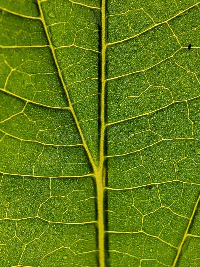 Macro Photography, Close Up of Leaf Texture Stock Photo - Image of leaf ...