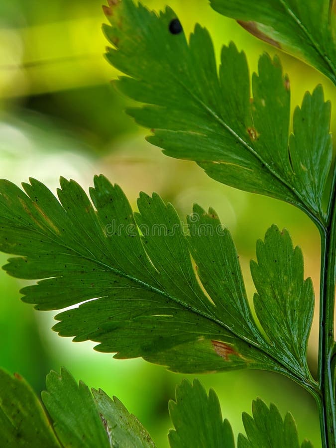 Macro Photography, Close Up of Leaf Texture Stock Image - Image of ...