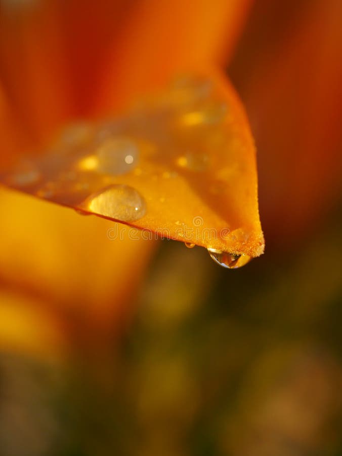 Macro Photography, Close Up, Water, Moisture Stock Photo - Image of ...