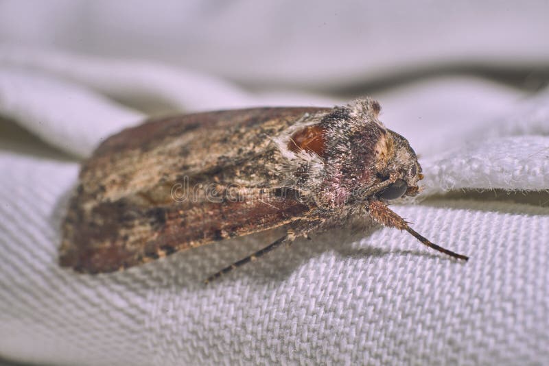 Macro Photography of a Clothes Moth Stock Image - Image of linen ...