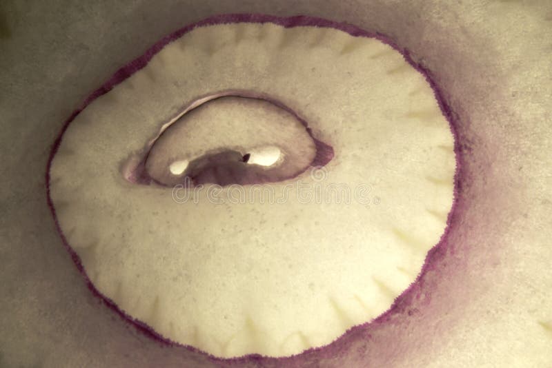 The Macro Photography of Core of Blue Onion Stock Photo - Image of ...